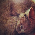 Restaurant Review: Arabesque (Boulder, CO) | hungry and fit