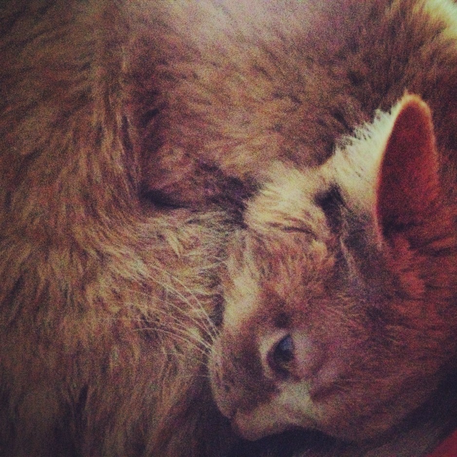 Restaurant Review: Arabesque (Boulder, CO) | hungry and fit